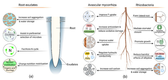 Roots’ Drought Adaptive Traits in Crop Improvement