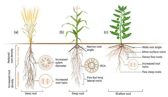 Plants | Free Full-Text | Roots’ Drought Adaptive Traits in Crop ...