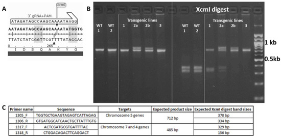 CRISPR-Cas9 Gene Editing of the Sal1 Gene Family in Wheat