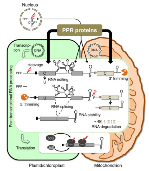 An Overview of Pentatricopeptide Repeat (PPR) Proteins in the Moss ...