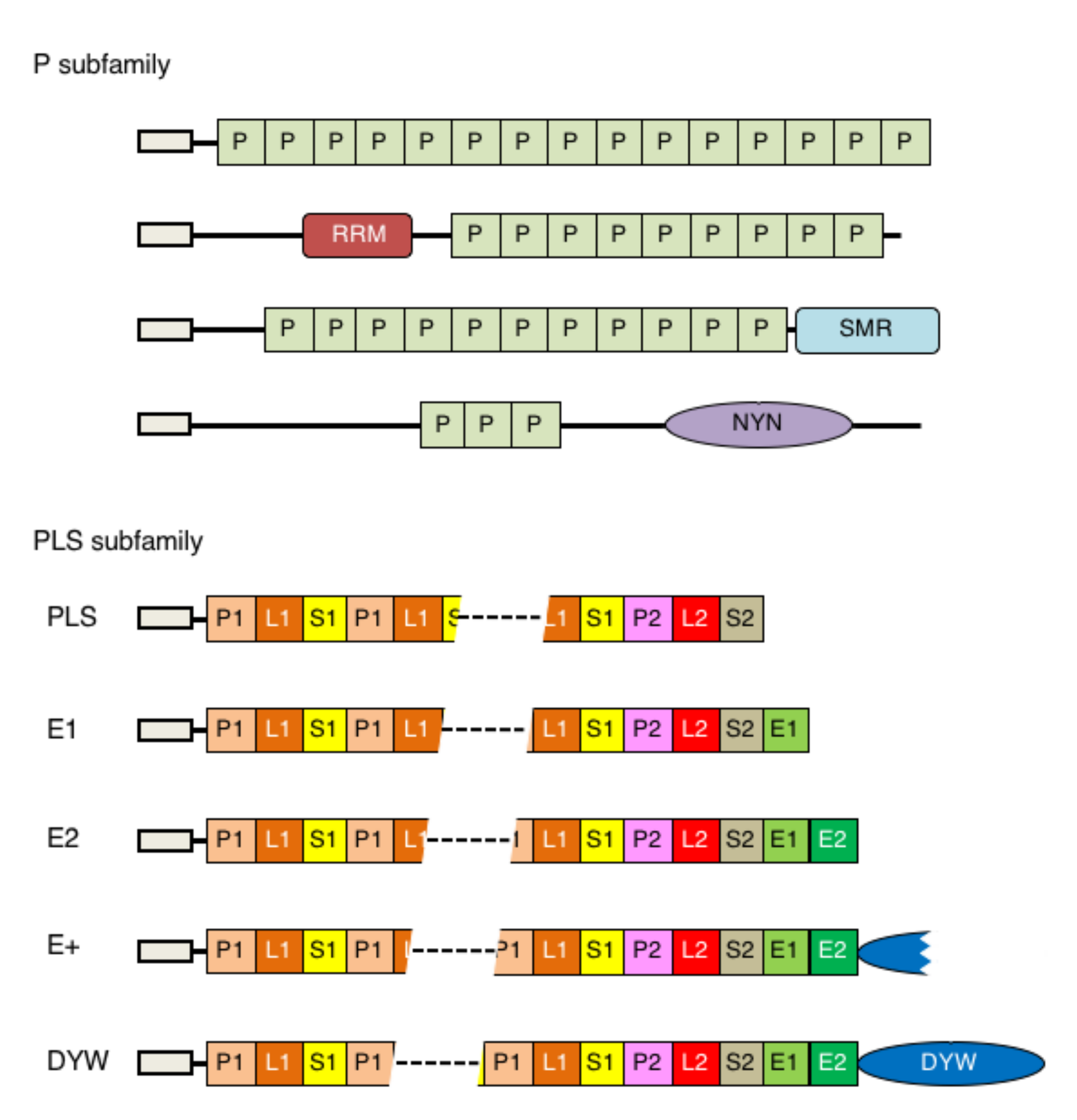 An Overview of Pentatricopeptide Repeat (PPR) Proteins in the Moss ...