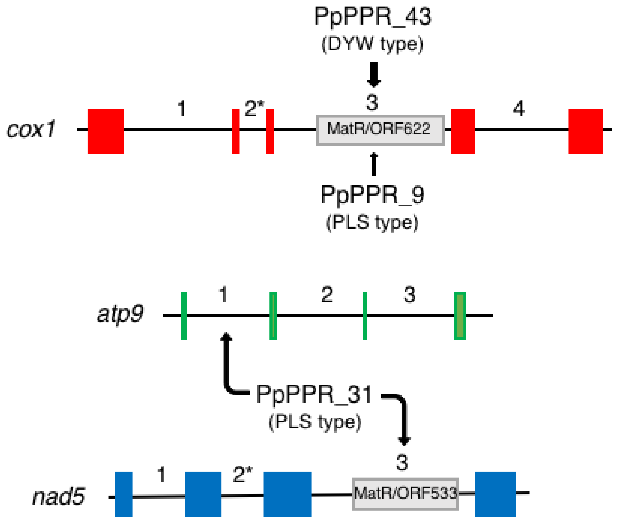 An Overview of Pentatricopeptide Repeat (PPR) Proteins in the Moss ...