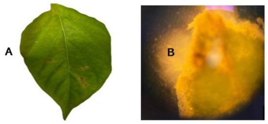 A Pan-Global Study of Bacterial Leaf Spot of Chilli Caused by ...