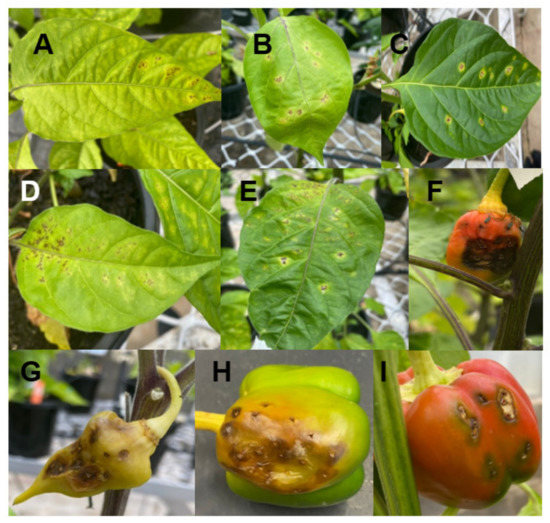 A Pan-Global Study of Bacterial Leaf Spot of Chilli Caused by ...