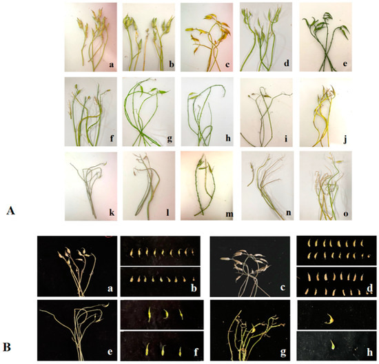 Classification and Identification of S Haplotypes in Radish Based on ...