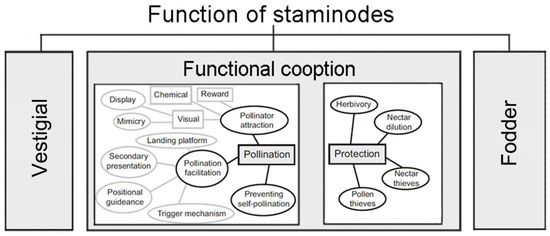 The Biomechanical Screening Game between Visitor Power and Staminode ...
