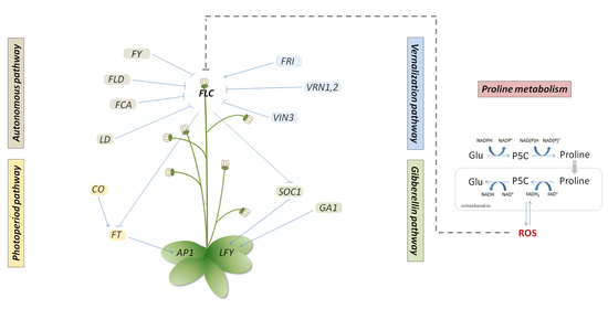 Plants | Free Full-Text | Proline Affects Flowering Time in Arabidopsis ...