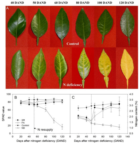 Effects of Nitrogen Deficiency and Resupply on the Absorption of ...