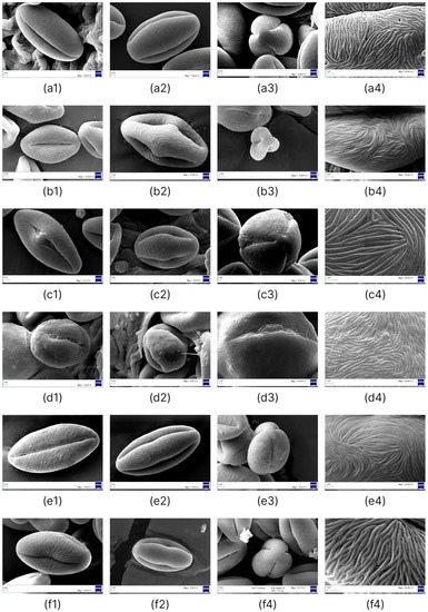 Pollen Morphology of Some Species from Genus Nitraria
