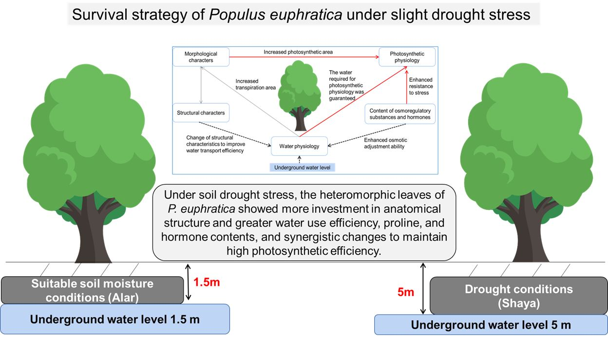 Plants | Free Full-Text | Structural and Functional Responses of the ...