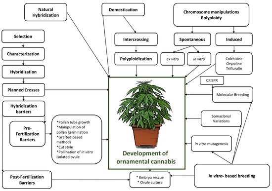 New Insight into Ornamental Applications of Cannabis: Perspectives and ...