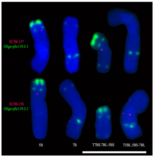 Location of Tandem Repeats on Wheat Chromosome 5B and the Breakpoint on ...