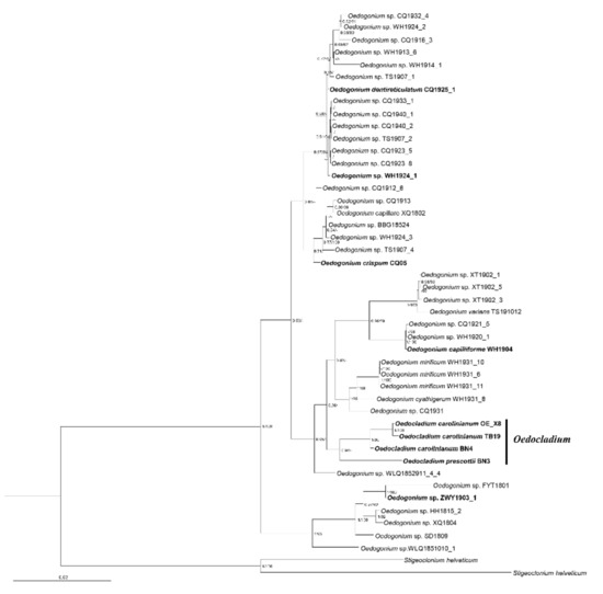 Morphology and Molecular Phylogeny of Genus Oedogonium (Oedogoniales ...