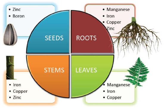 Proteomic and Genomic Studies of Micronutrient Deficiency and Toxicity ...