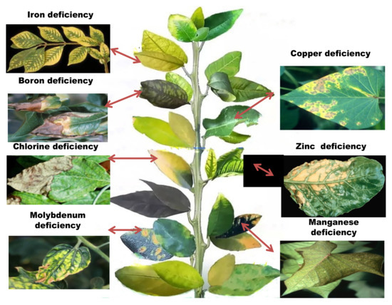 Proteomic and Genomic Studies of Micronutrient Deficiency and Toxicity ...