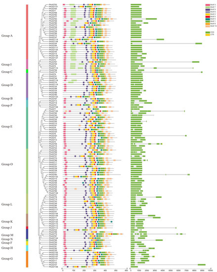 Genome-Wide Analysis of UGT Genes in Petunia and Identification of ...