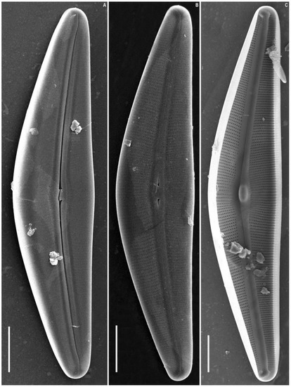 Molecular and Morphological Investigations of Two Giant Diatom Cymbella ...