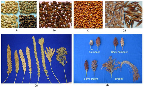 Six Underutilized Grain Crops for Food and Nutrition in China