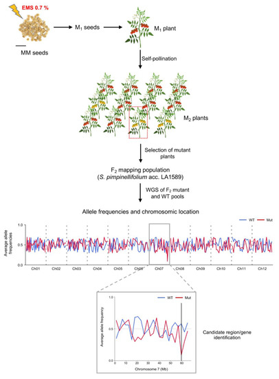 A Tomato EMS-Mutagenized Population Provides New Valuable Resources for ...