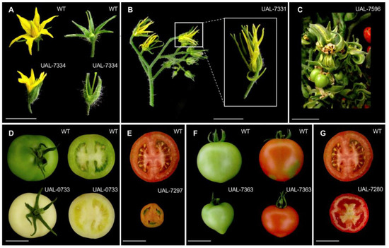 A Tomato EMS-Mutagenized Population Provides New Valuable Resources for ...