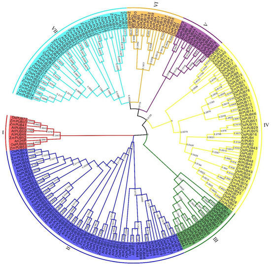 Classification and Expression Profile of the U-Box E3 Ubiquitin Ligase ...