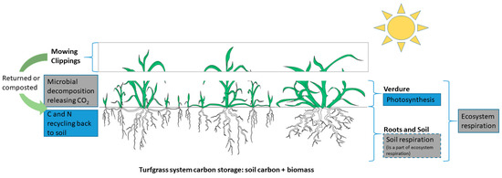 Carbon Sequestration in Turfgrass–Soil Systems