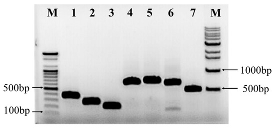 Characterization of Bacillus velezensis RDA1 as a Biological Control ...