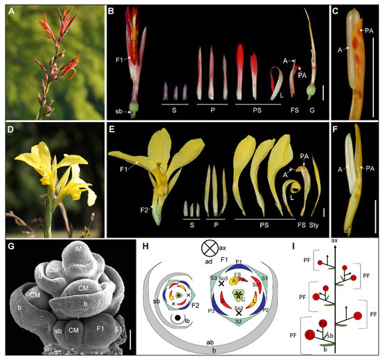 Correlation between Inflorescence Architecture and Floral Asymmetry ...