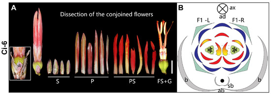 Correlation between Inflorescence Architecture and Floral Asymmetry ...