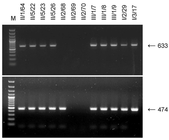 Characterization of Divergent Grapevine Badnavirus 1 Isolates Found on ...