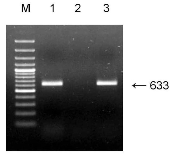 Characterization of Divergent Grapevine Badnavirus 1 Isolates Found on ...