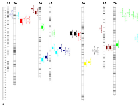 High-Density Linkage Mapping of Agronomic Trait QTLs in Wheat under Water Deficit Condition ...