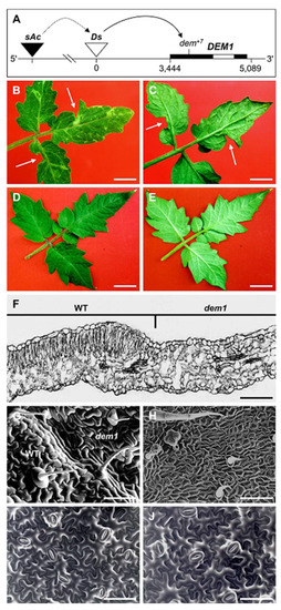 DEFECTIVE EMBRYO AND MERISTEMS1 (DEM1) Is Essential for Cell ...