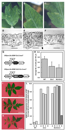 DEFECTIVE EMBRYO AND MERISTEMS1 (DEM1) Is Essential for Cell ...