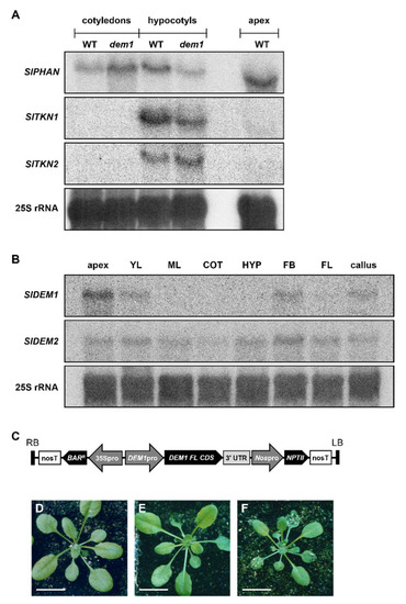 DEFECTIVE EMBRYO AND MERISTEMS1 (DEM1) Is Essential for Cell ...