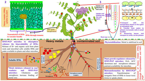 The Anatomical Basis of Heavy Metal Responses in Legumes and Their ...