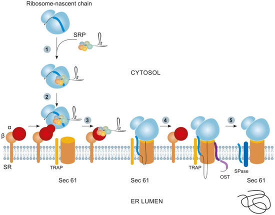 Increasing the Efficiency of the Accumulation of Recombinant Proteins in Plant Cells: The Role ...