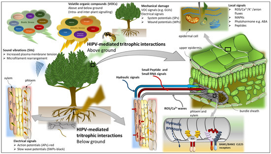 Stress-Induced Volatile Emissions and Signalling in Inter-Plant ...
