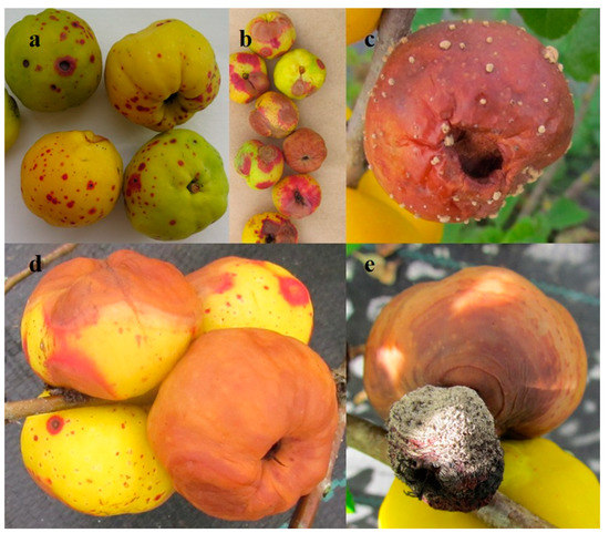 The Diversity of Fungi Involved in Damage to Japanese Quince
