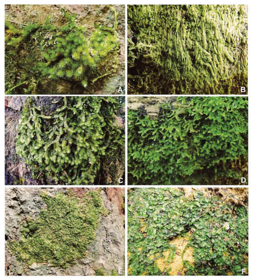 Volatile Organic Compounds of Bryophytes from Peninsular Malaysia and ...