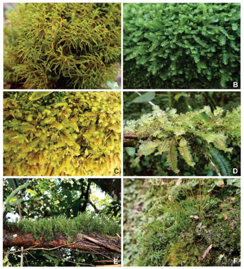 Volatile Organic Compounds of Bryophytes from Peninsular Malaysia and ...