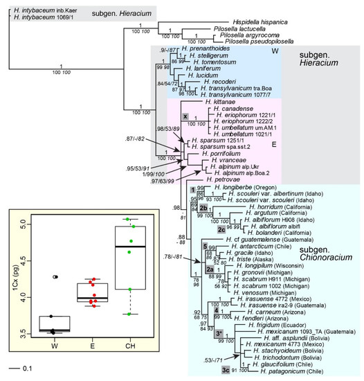 A Multigene Phylogeny of Native American Hawkweeds (Hieracium Subgen ...