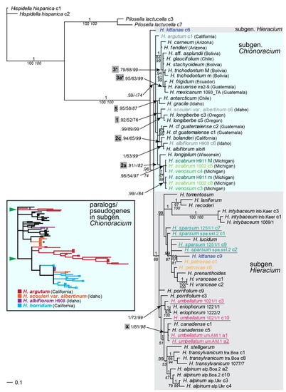 A Multigene Phylogeny of Native American Hawkweeds (Hieracium Subgen ...