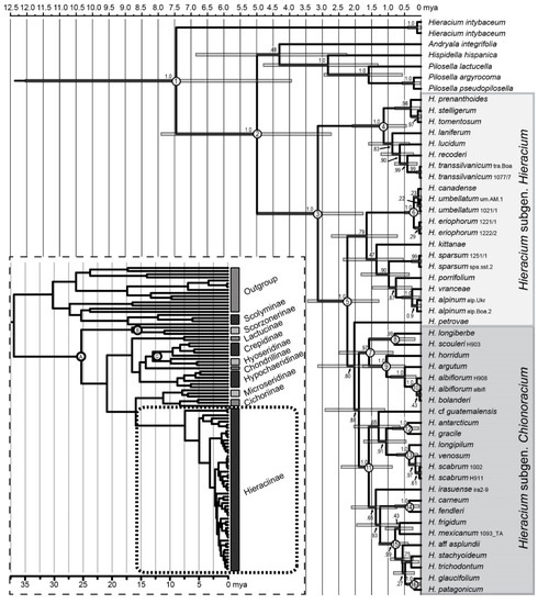 A Multigene Phylogeny of Native American Hawkweeds (Hieracium Subgen ...