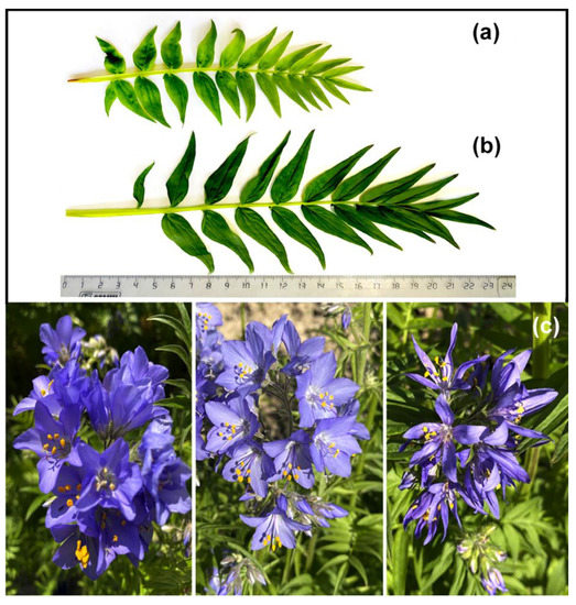 Agro-Morphological and Cytogenetic Characterization of Colchicine ...