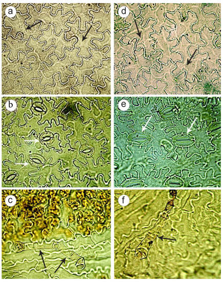 Plants | Free Full-Text | Agro-Morphological and Cytogenetic ...