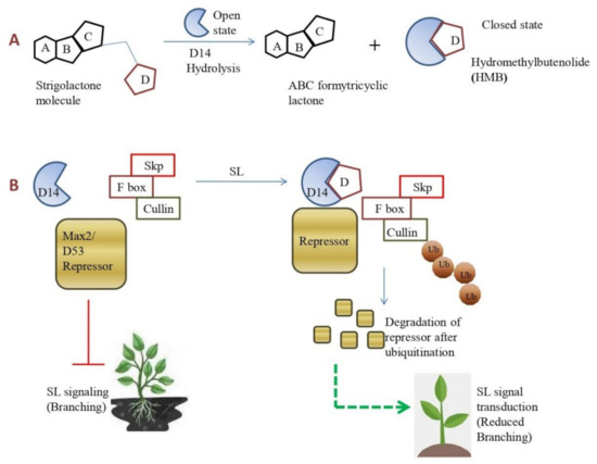Strigolactone: An Emerging Growth Regulator for Developing Resilience ...