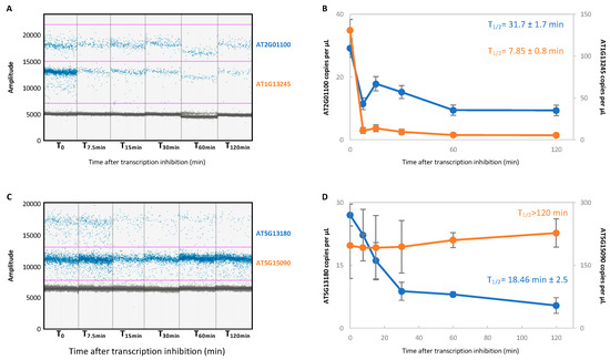 Monitoring mRNA Half-Life in Arabidopsis Using Droplet Digital PCR