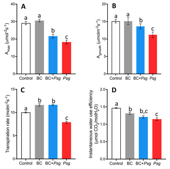 The Effects of Phyllosphere Bacteria on Plant Physiology and Growth of ...