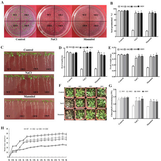 Tamarix hispida NAC Transcription Factor ThNAC4 Confers Salt and ...
